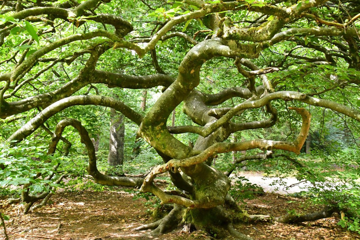 Des sites naturels français à visiter【フランス、絶景の自然遺産】 - BLSスクール